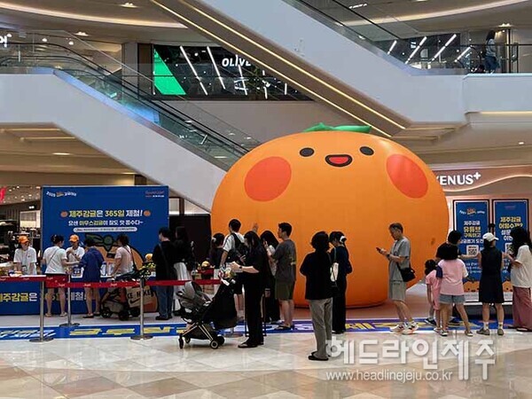 🍊 Jeju Tangerines: Fresh for 365 Days, Celebrating 10 Years of ...